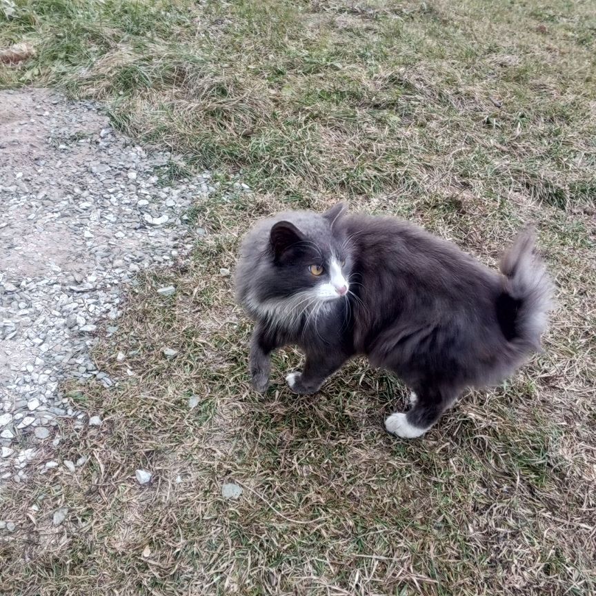 Кошка в добрые руки