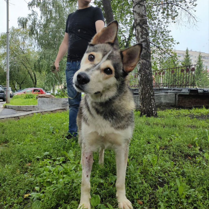 Маламут Макс