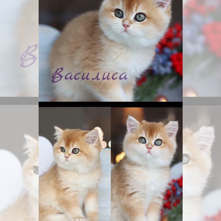 Британский короткошёрстный котёнок