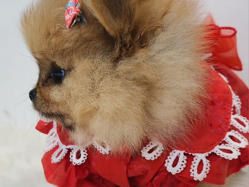 Щенок Помернский шпиц девочка