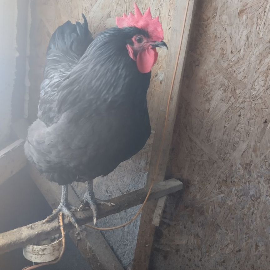 Петухи молодые Брама,Джерсийский Гигант