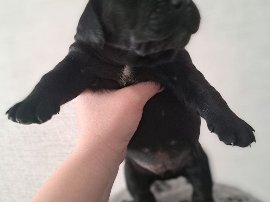 Щенки лабродора