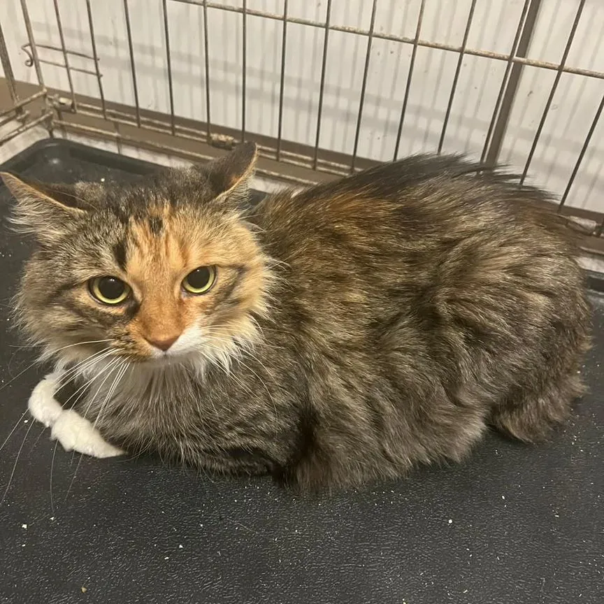 Кошка ищет дом