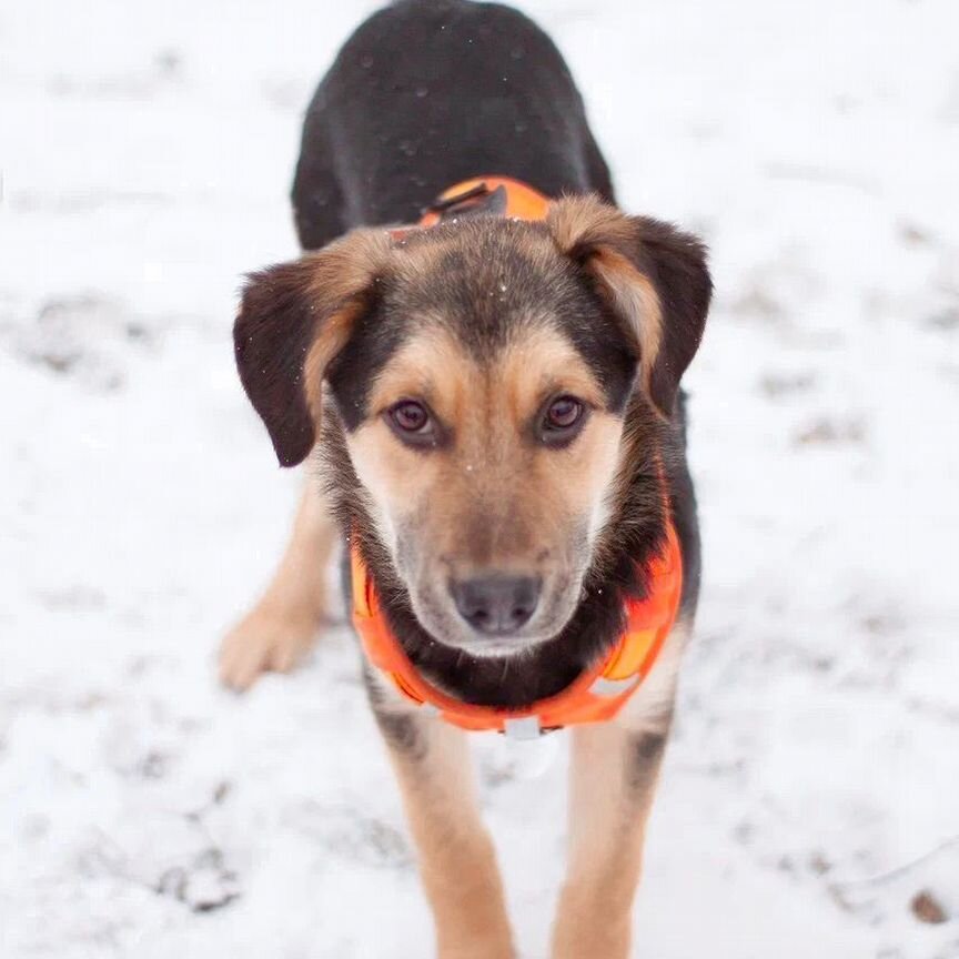 Щенок Клэри в добрые руки бесплатно