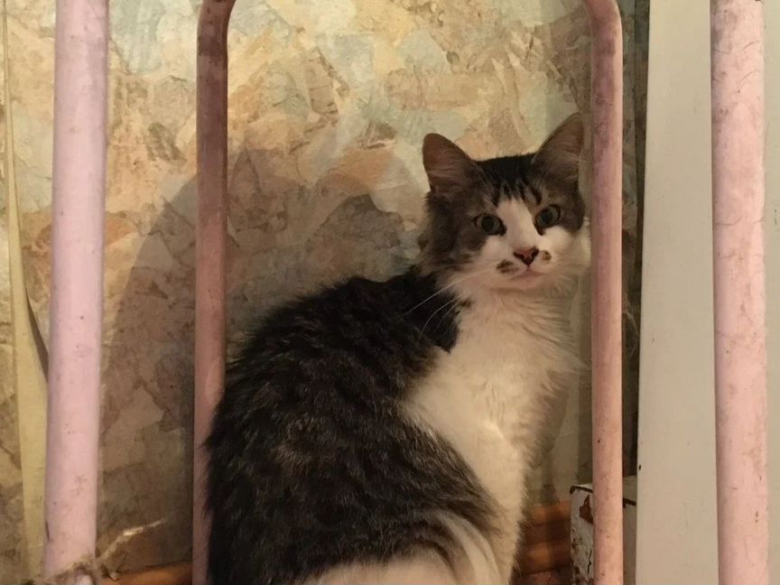 Кошка Маша