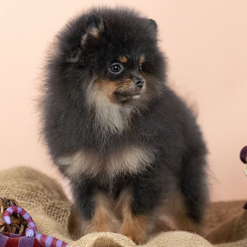 Померанский шпиц, щенок