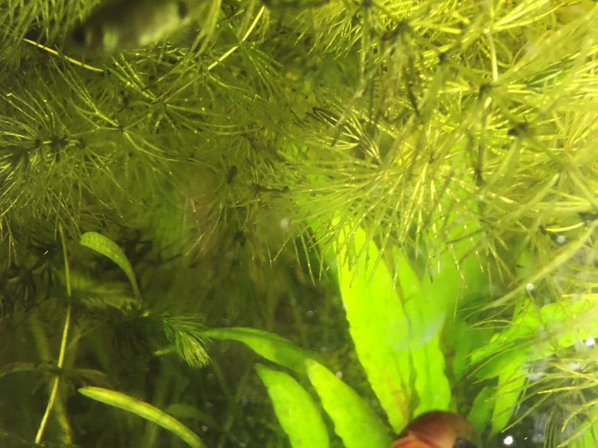 Аквариумное растение и рыбки гуппи