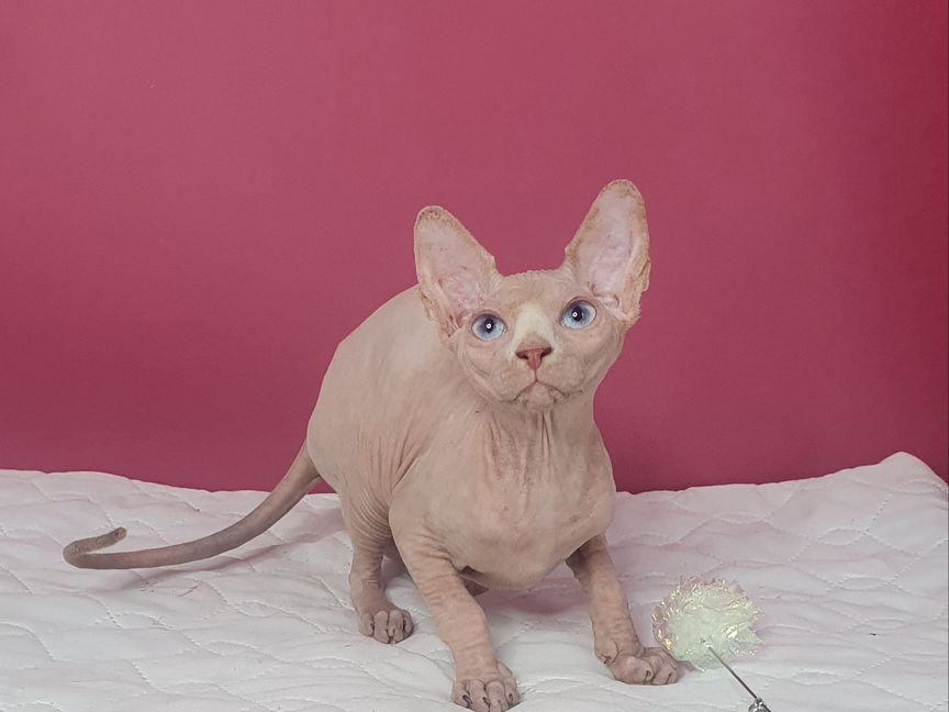 Котенок девочка синеглазая