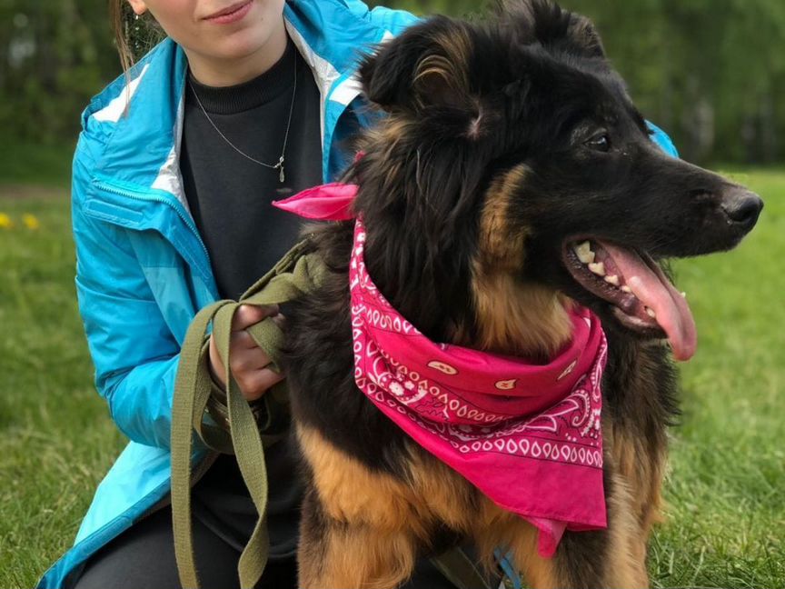 Собака Щенок Муля