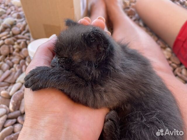 Котята в добрые руки мальчики