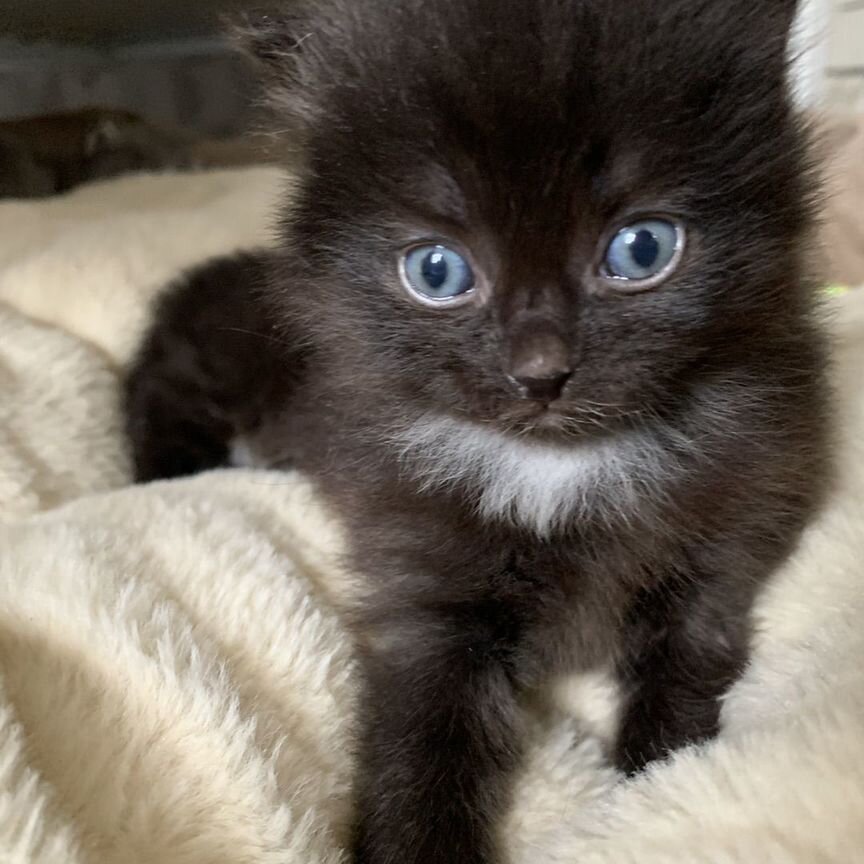 Котята в добрые руки даром