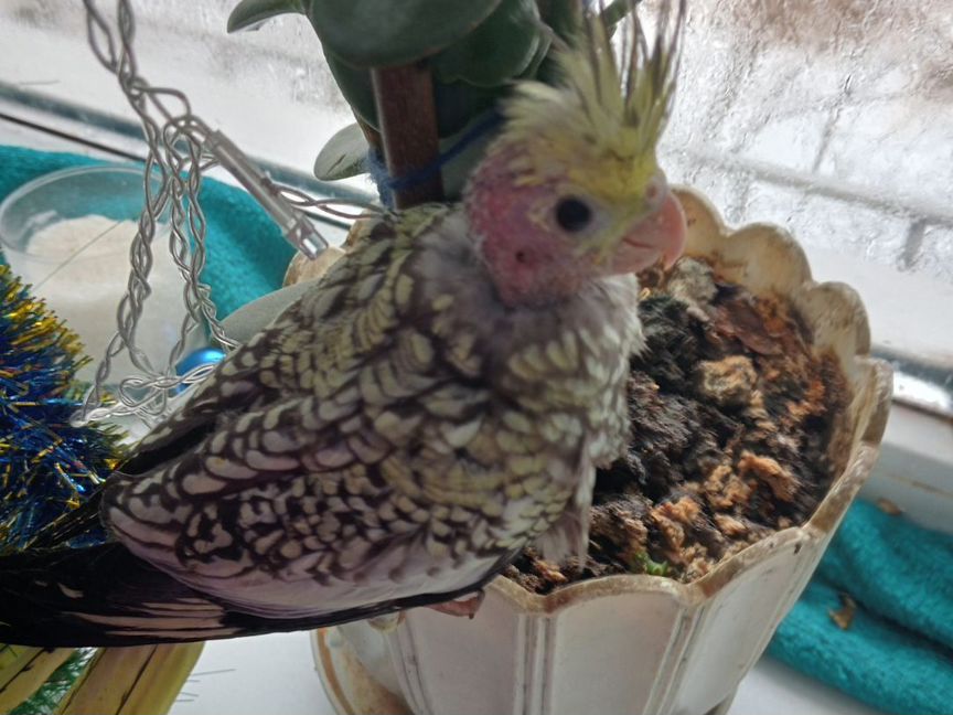 Птенчики (Кареллы)