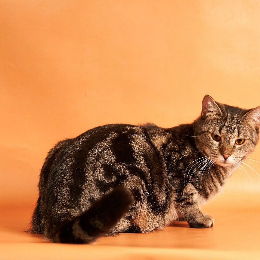 Котик Маугли ищет дом
