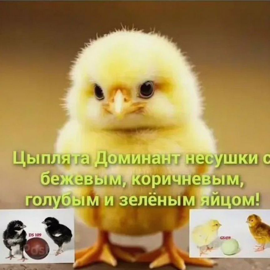 Цыплята чешский доминант
