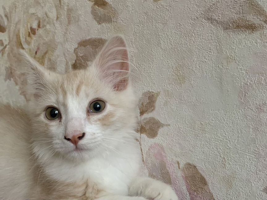 Котята в добрые руки даром