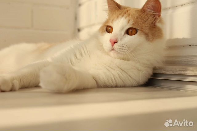 Молодой ласковый котик