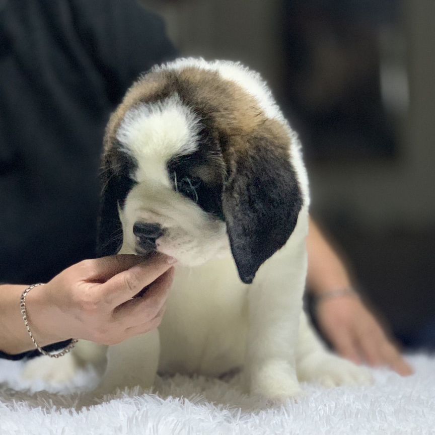 Шикарные щенки Сенбернара