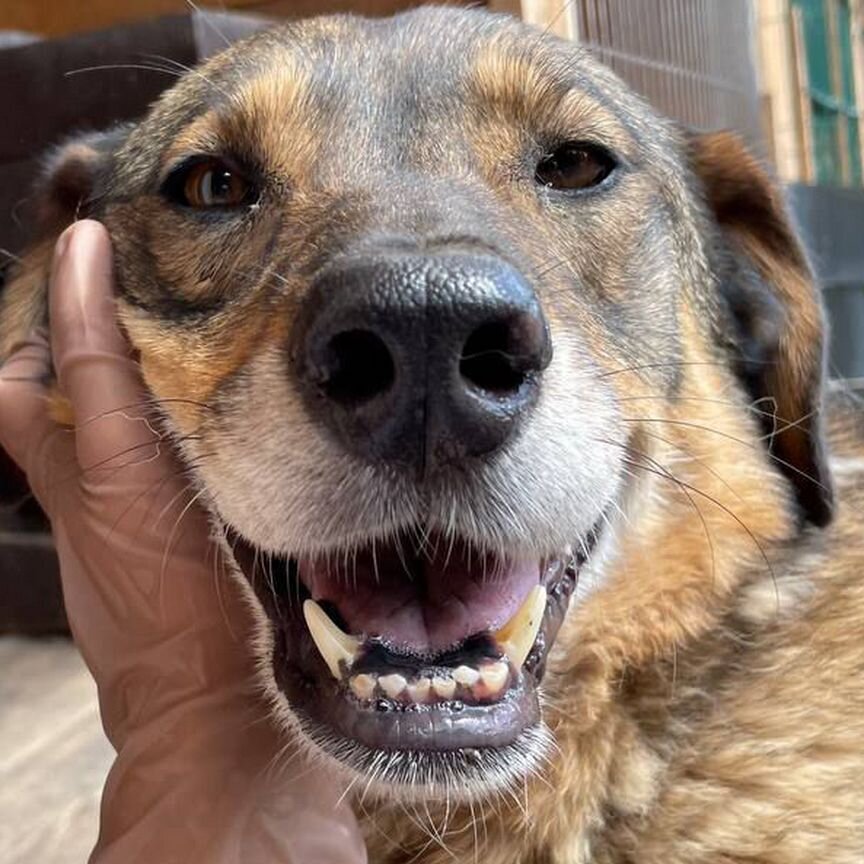 Взрослая собака в добрые руки