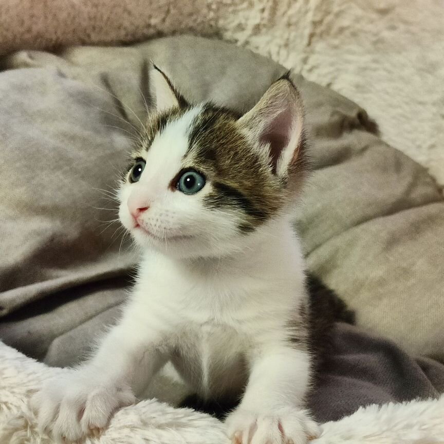 Котёнок мальчик, кот