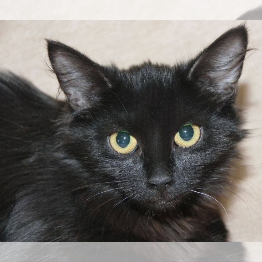 Черный пушистый котенок фенотип сибирской породы