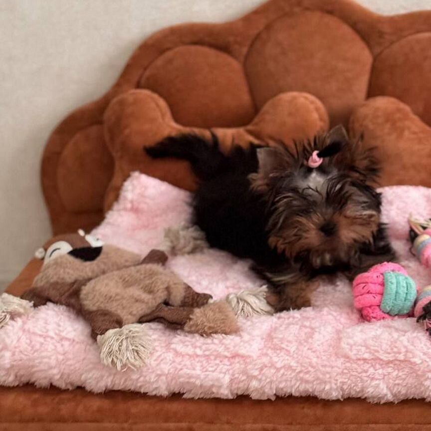 Дизайнерские диваны для ваших любимцев