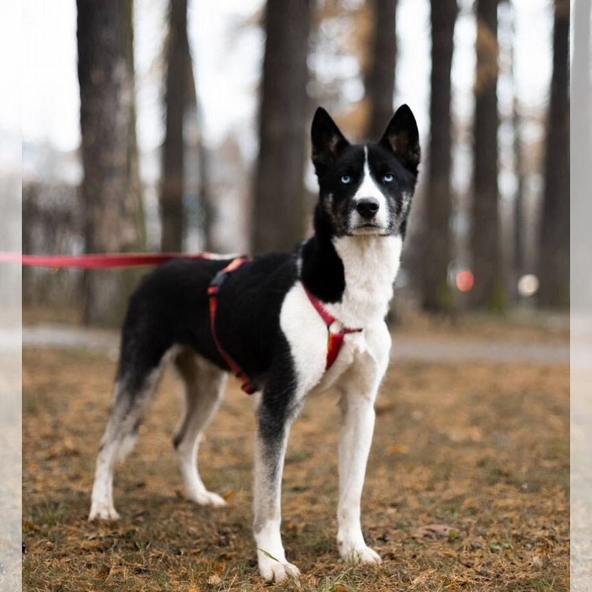 Взрослый пёс в добрые руки