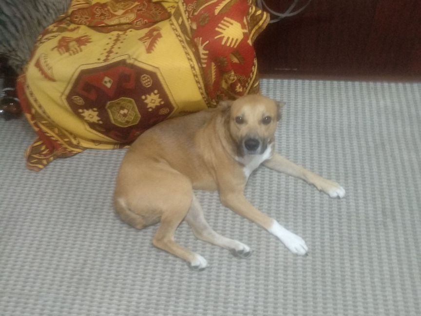 Американский стаффордширский терьер ищет девочку