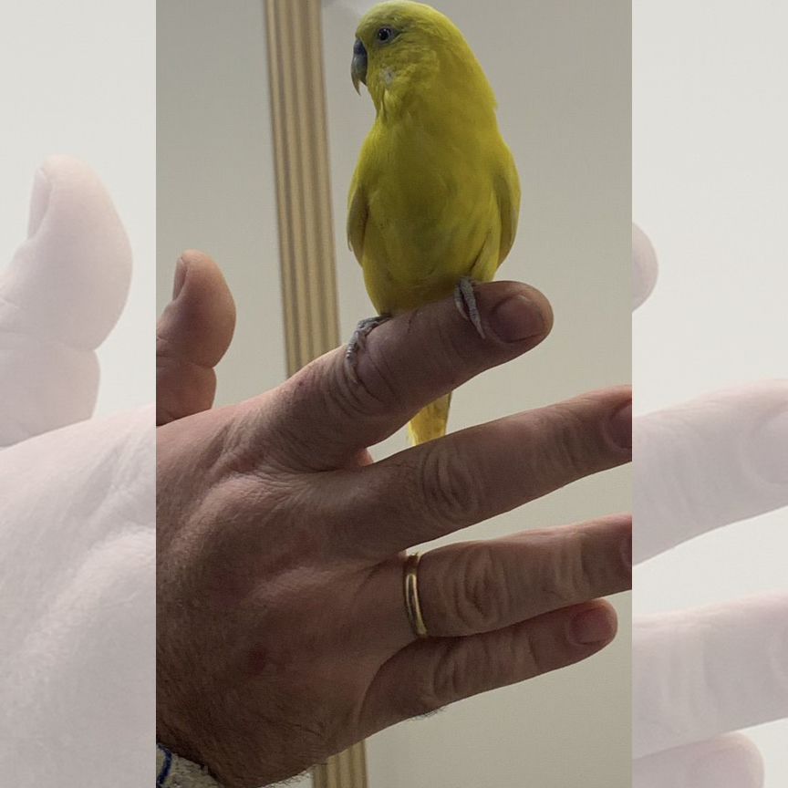 Волнистый попугай