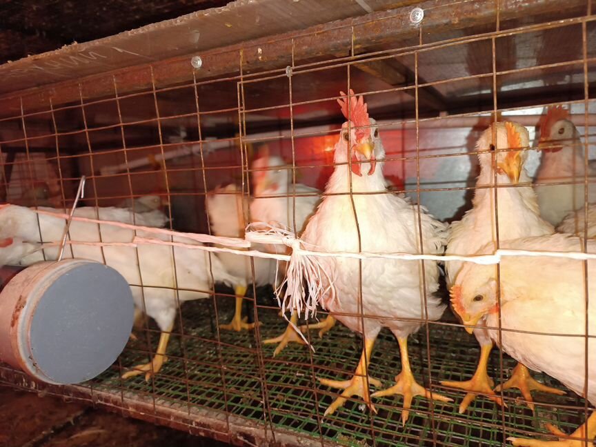 Цыплята Петушки Декабл Уайт