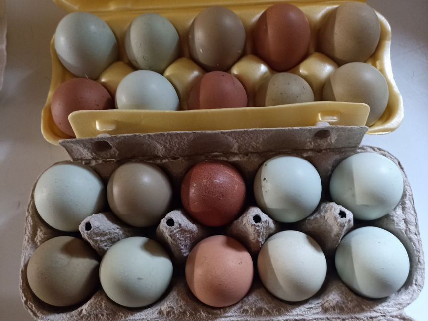 Инкубационное яйцо