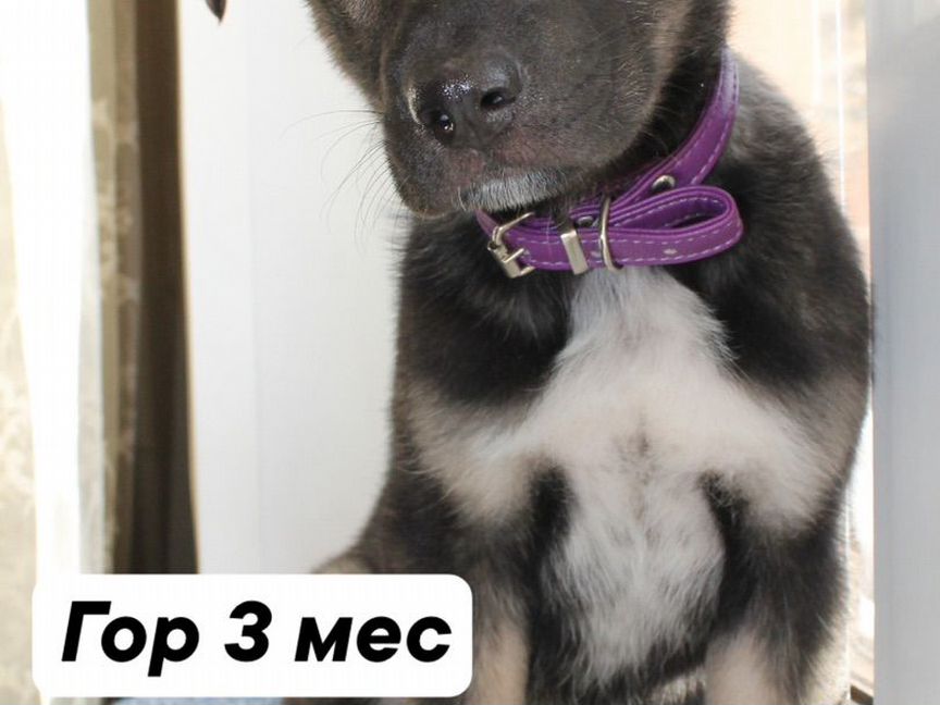 Щенки 3 месяца бесплатно