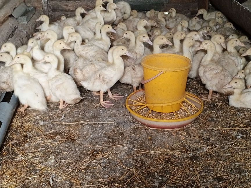 Утки Бройлерные и Муларды