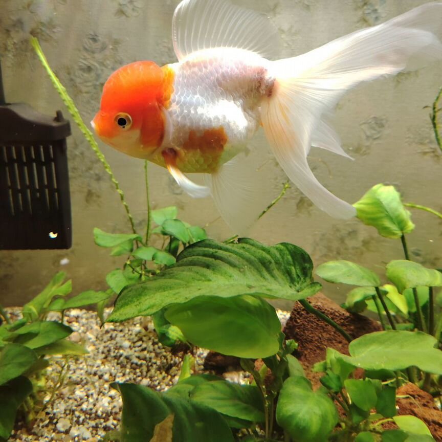 Золотая рыба