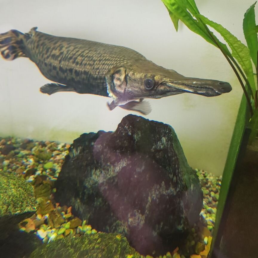 Щука панцирная