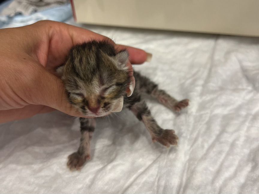 Новорожденные котята