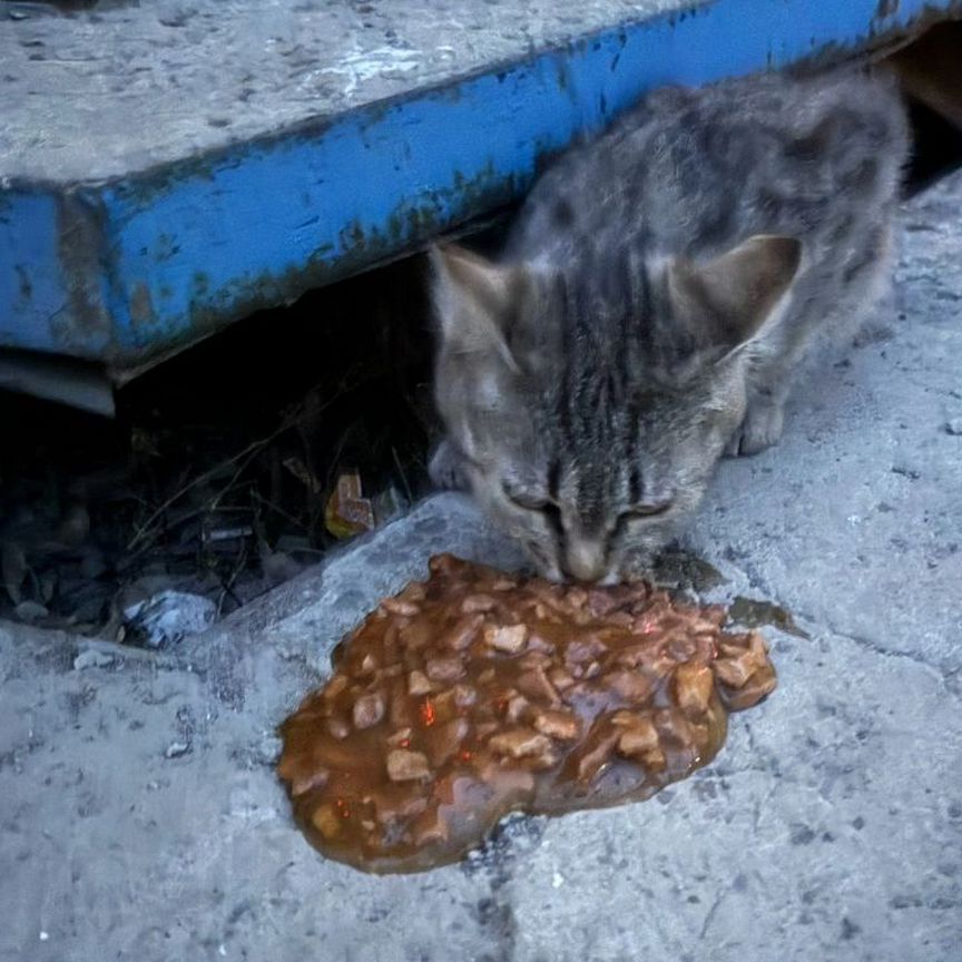 Котенок на улице
