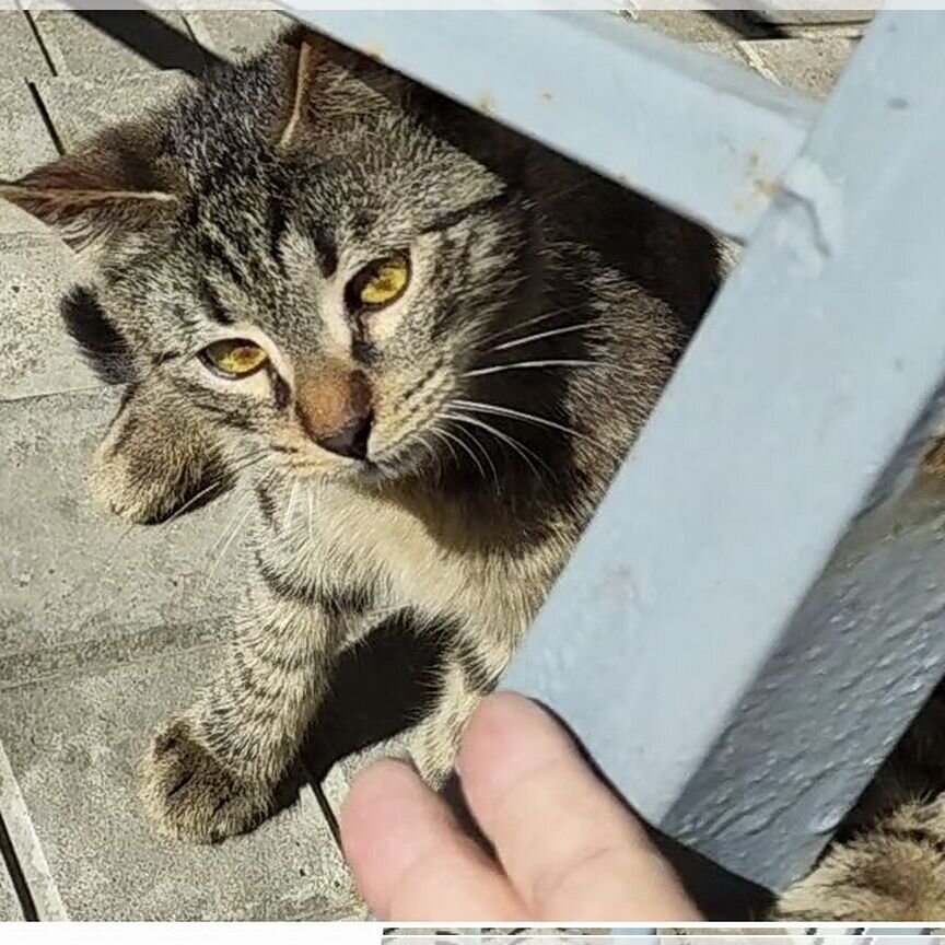 Лучшие котики в СПБ