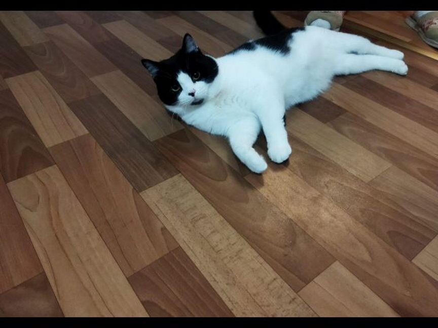 Котик-подросток уже Кастрирован Бесплатно