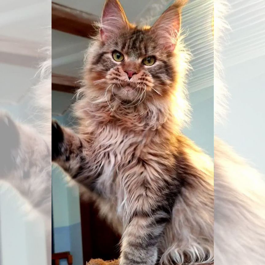 Мейн-кун котёнок
