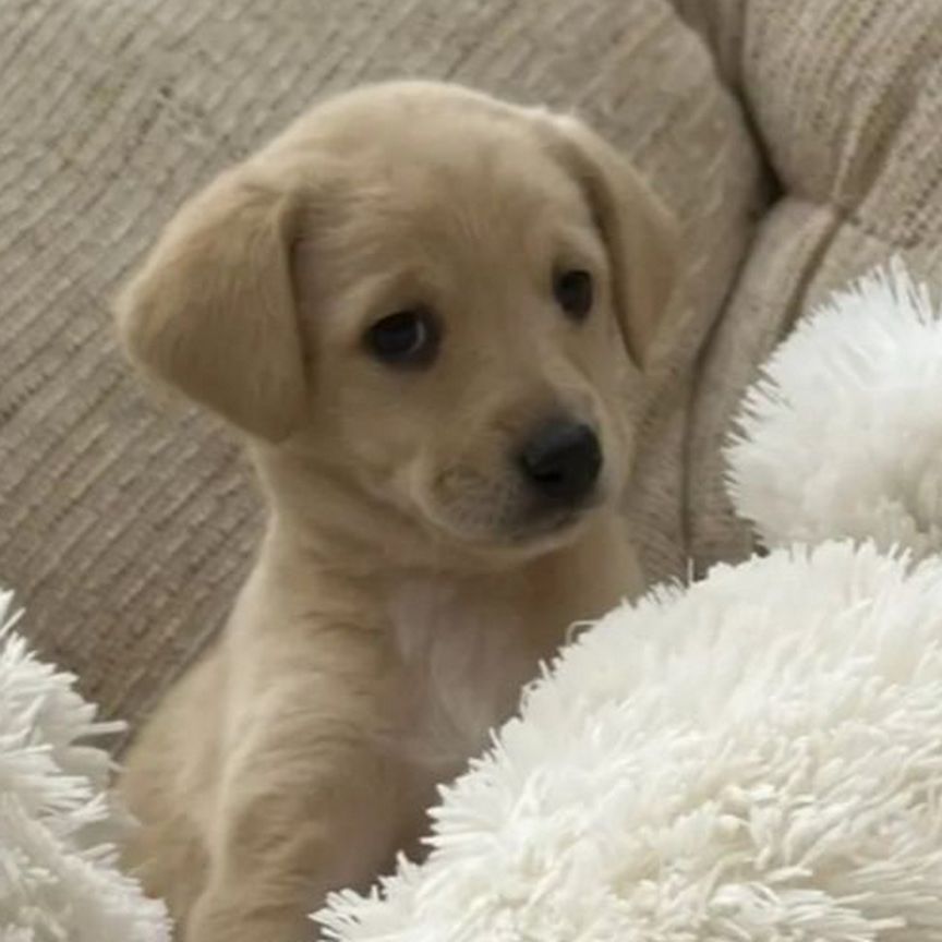 Щенок в добрые руки