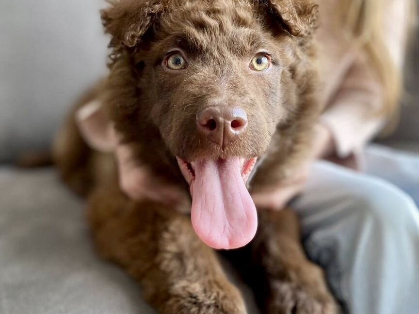 Ваш будущий шоколадный дружочек