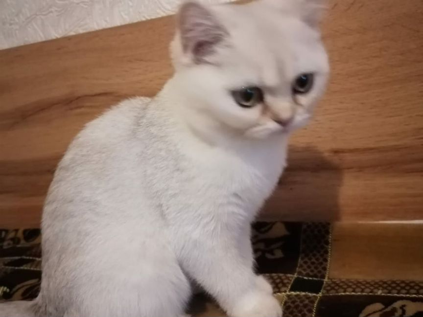 Британская кошка золотая шиншилла