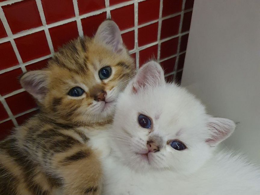 Британские котята