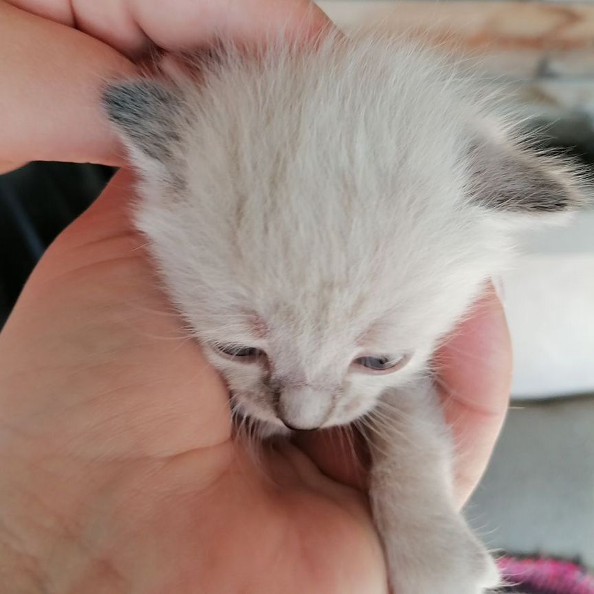 Котёнок в добрые руки