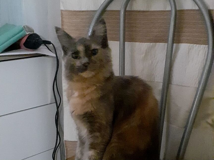 Кошка мейкун бесплатно