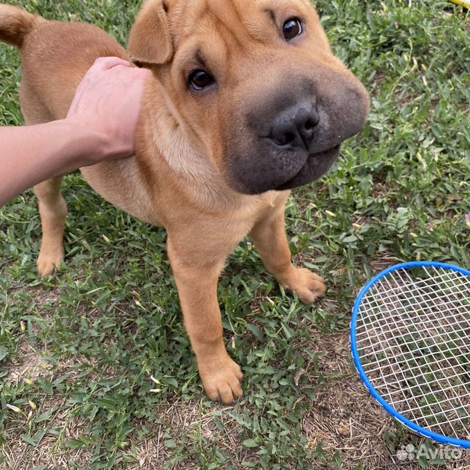 Собака шарпей