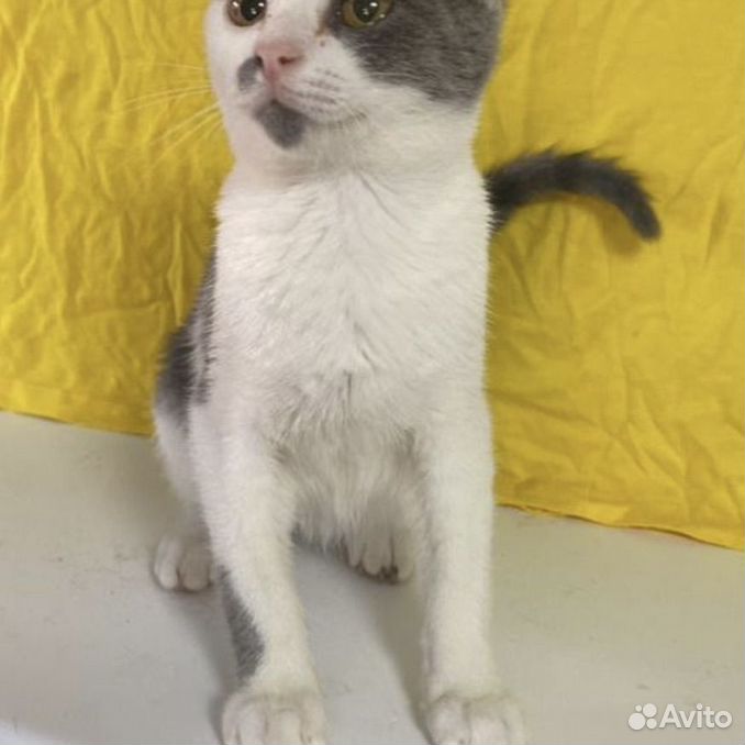 Удивительный котенок в добрые руки