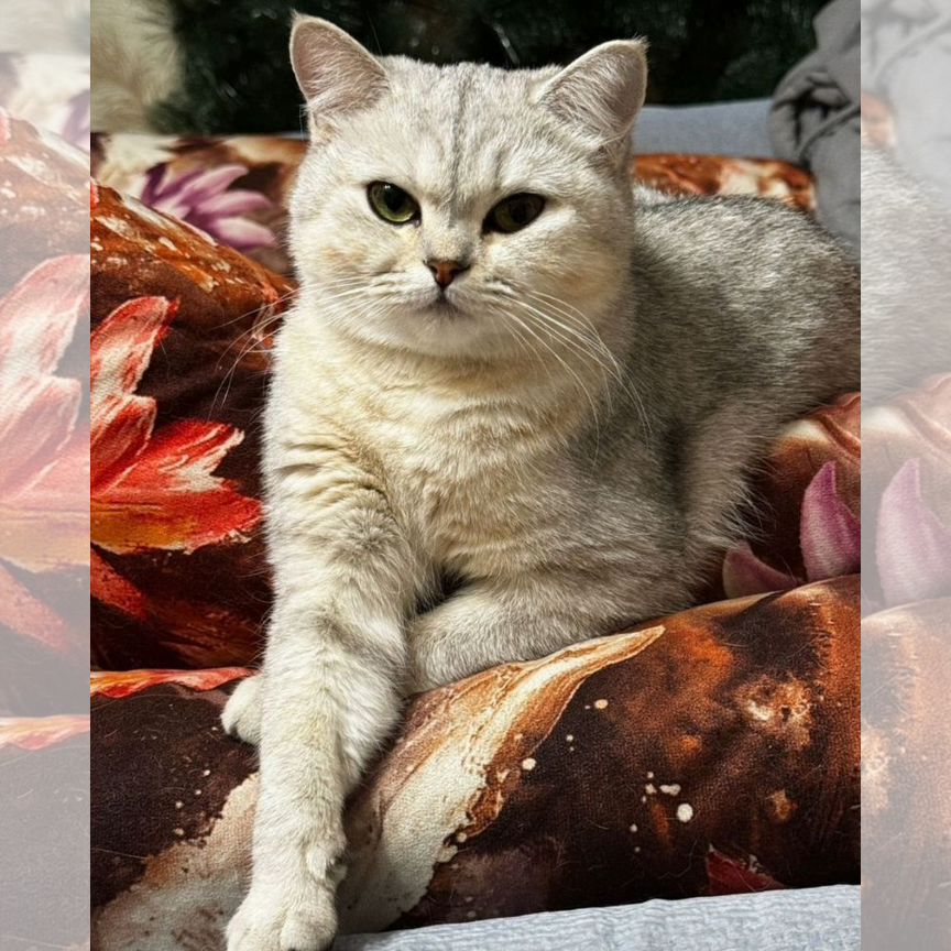 Домашние животные кошки