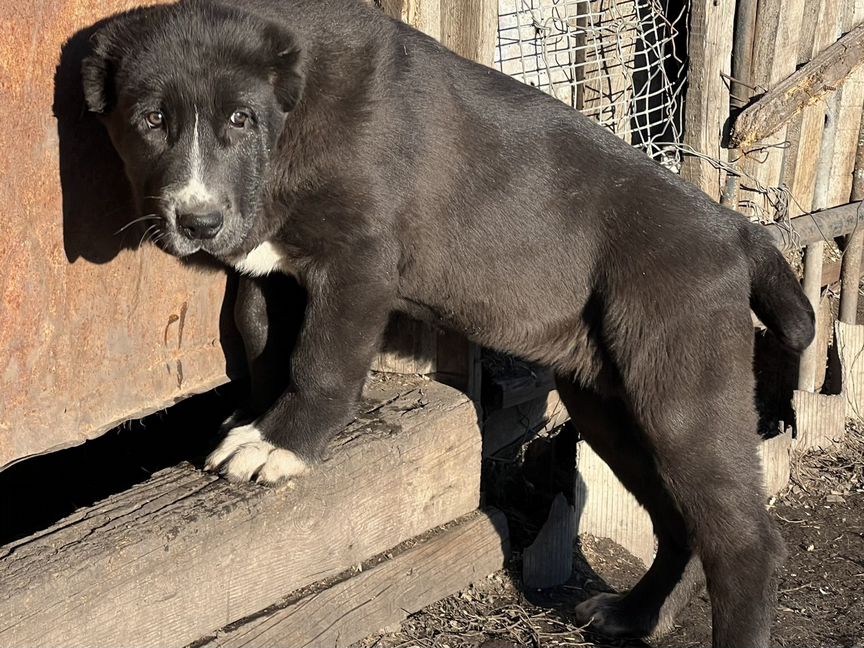 Среднеазиатская овчарка