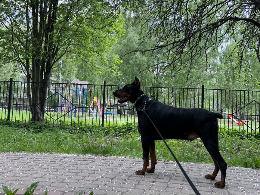 Доберман в добрые руки